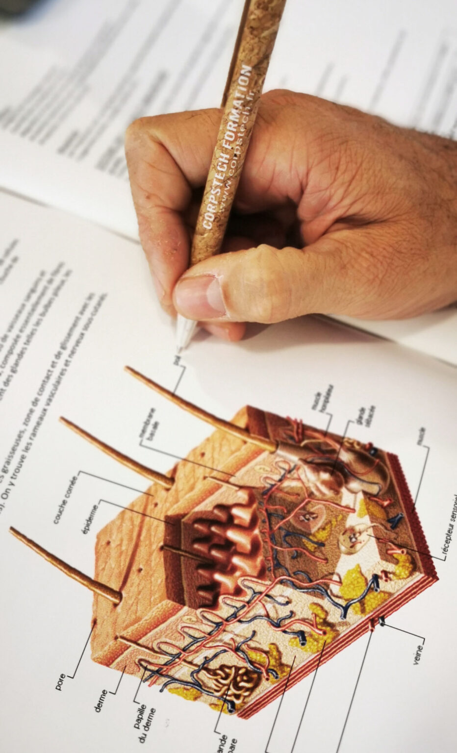 Formation Hygiène et Salubrité – Certification obligatoire pour tatoueurs